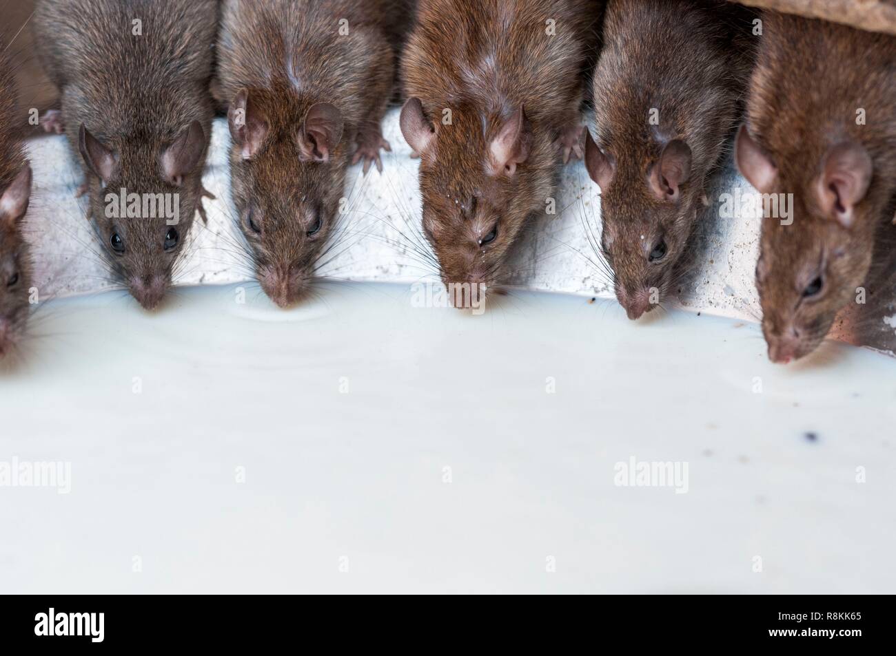 L'Inde, Rajasthan Bikaner, Karni Mata, temple des Rats Photo Stock - Alamy