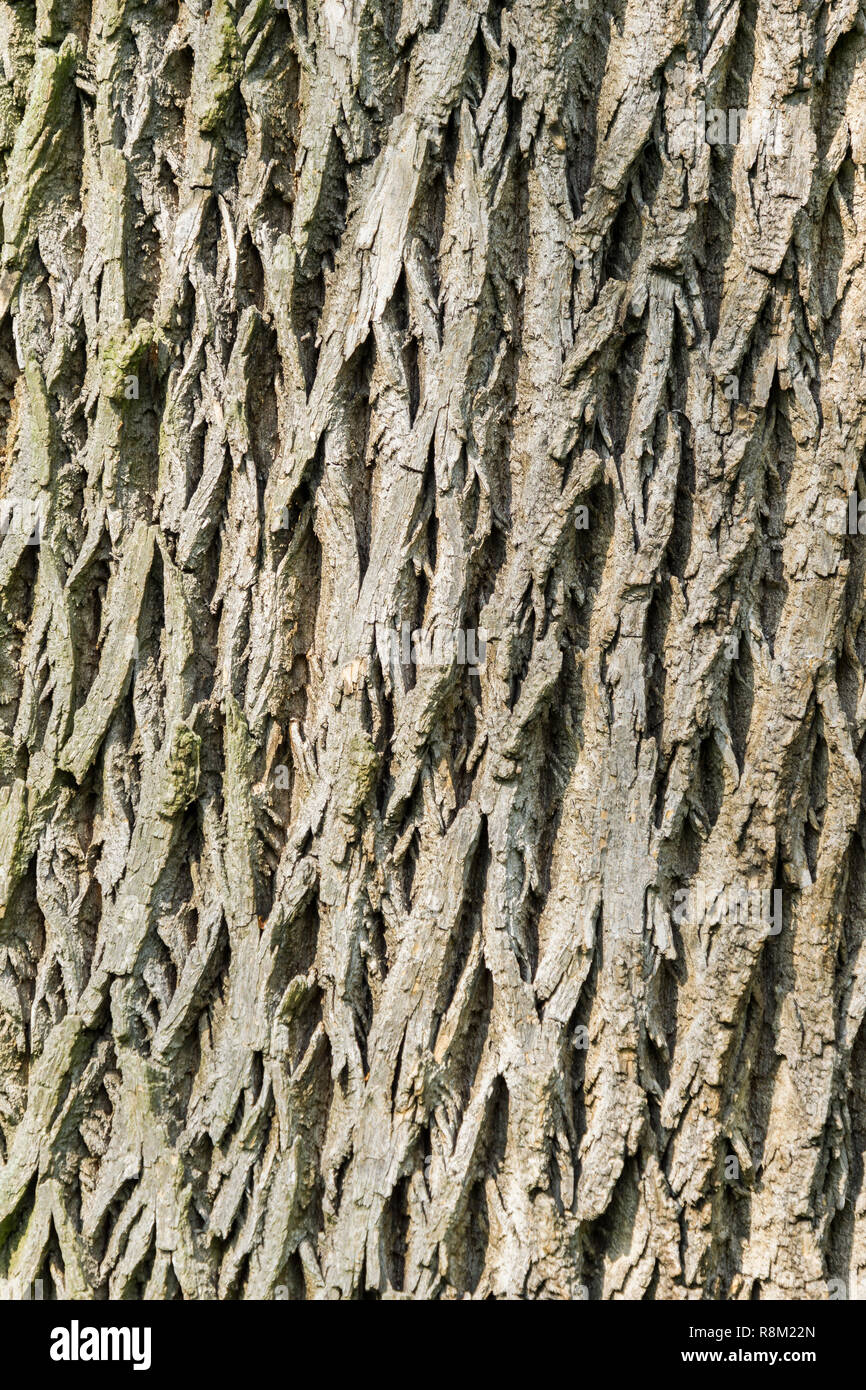 Ash tree bark Banque de photographies et d’images à haute résolution ...