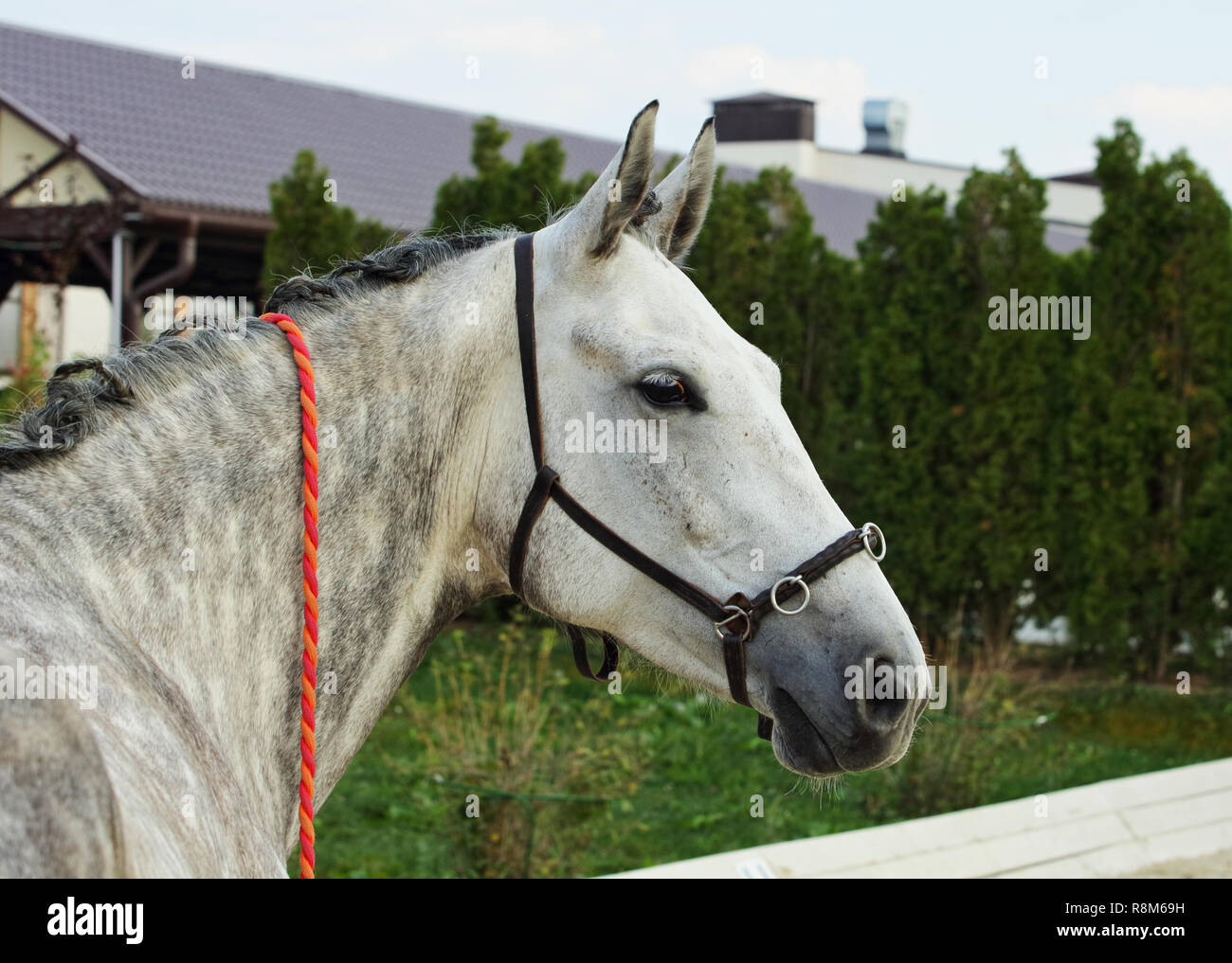 Cheval andalousie Banque de photographies et d’images à haute ...
