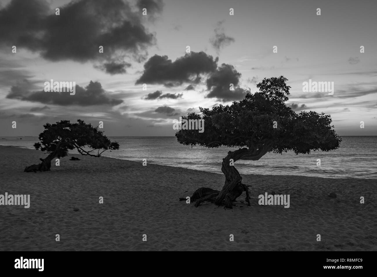 Arbre divi divi sur la plage Banque d'images noir et blanc - Alamy