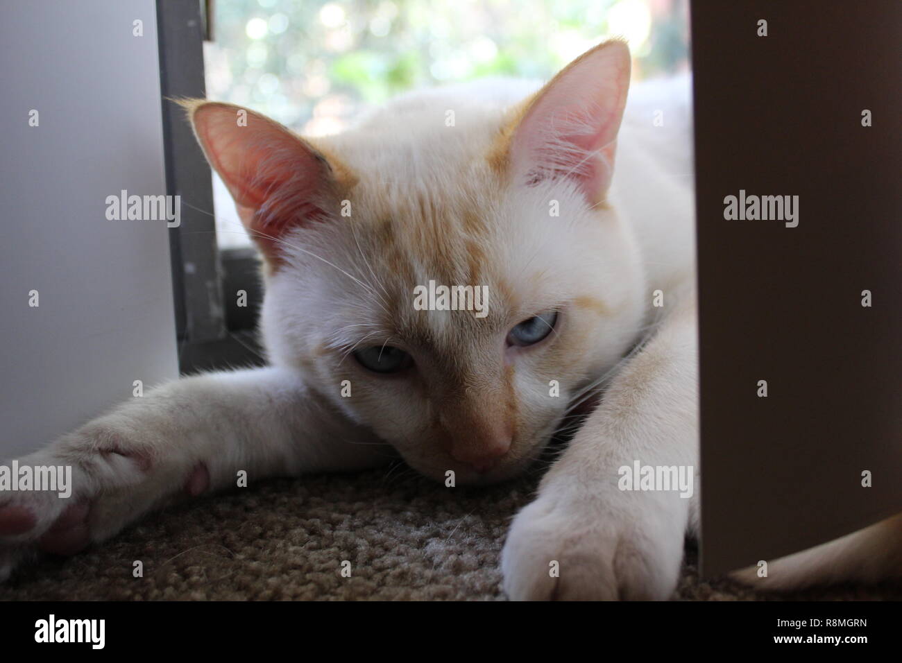 Chat Blanc En Colère Banque d'image et photos - Alamy