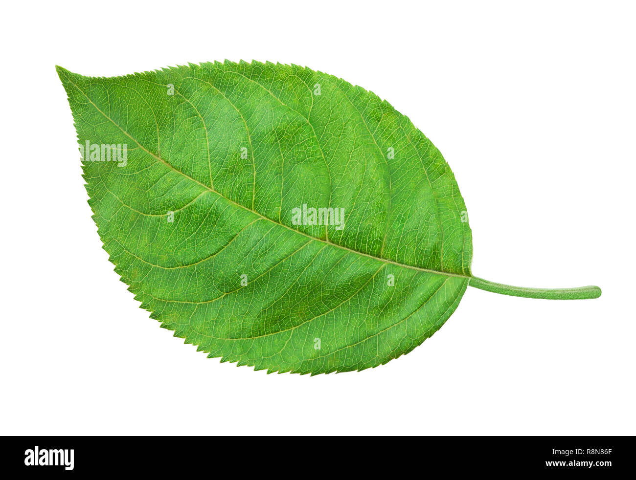 Feuille de pomme Banque de photographies et d’images à haute résolution ...