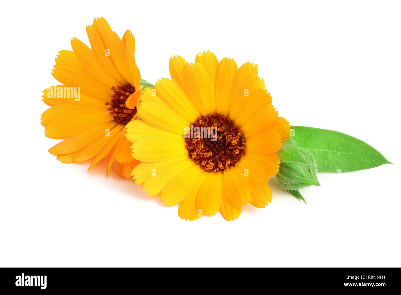 Fond blanc de calendula Banque de photographies et d’images à haute résolution - Alamy