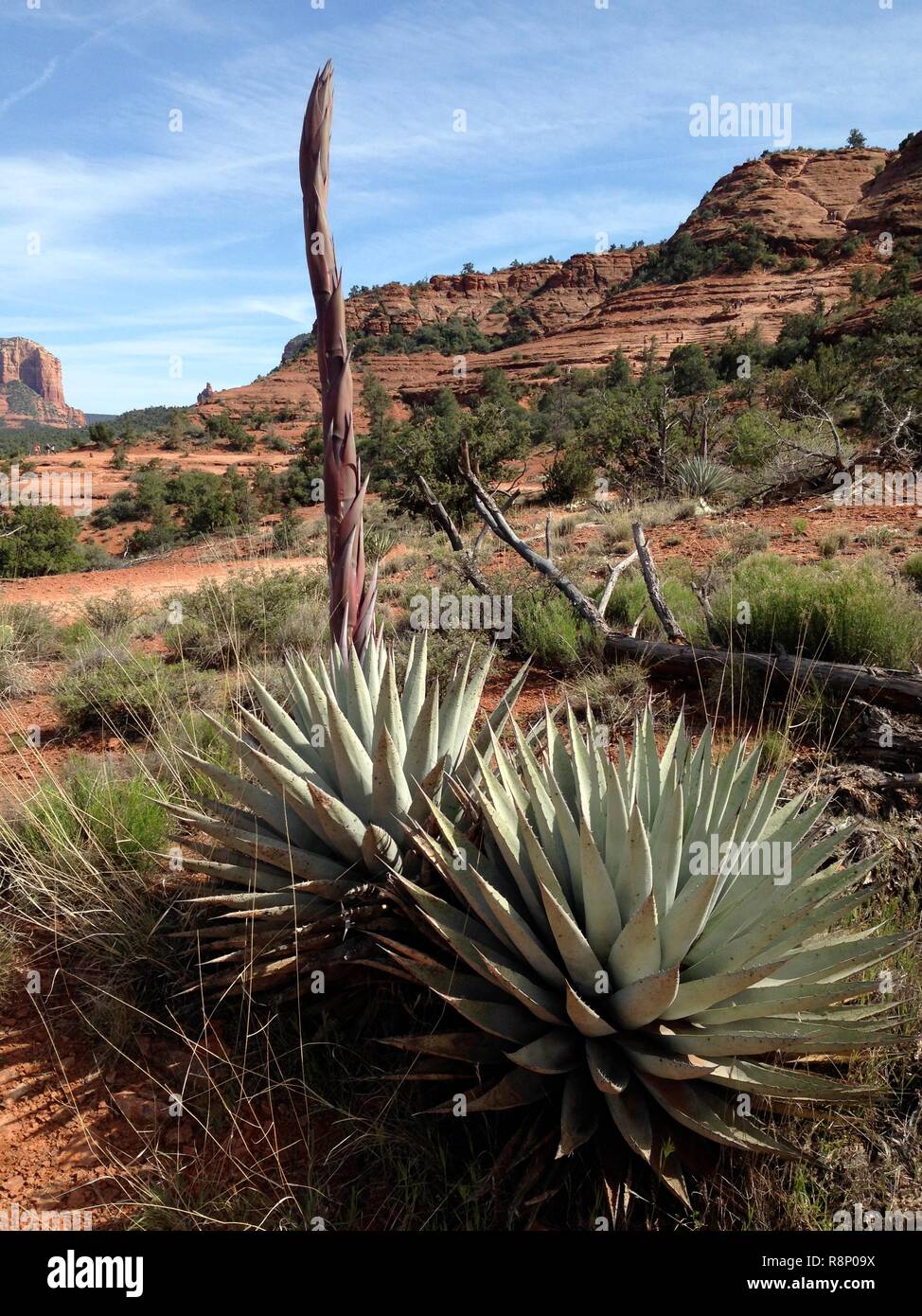 Red agave Banque de photographies et d’images à haute résolution - Alamy