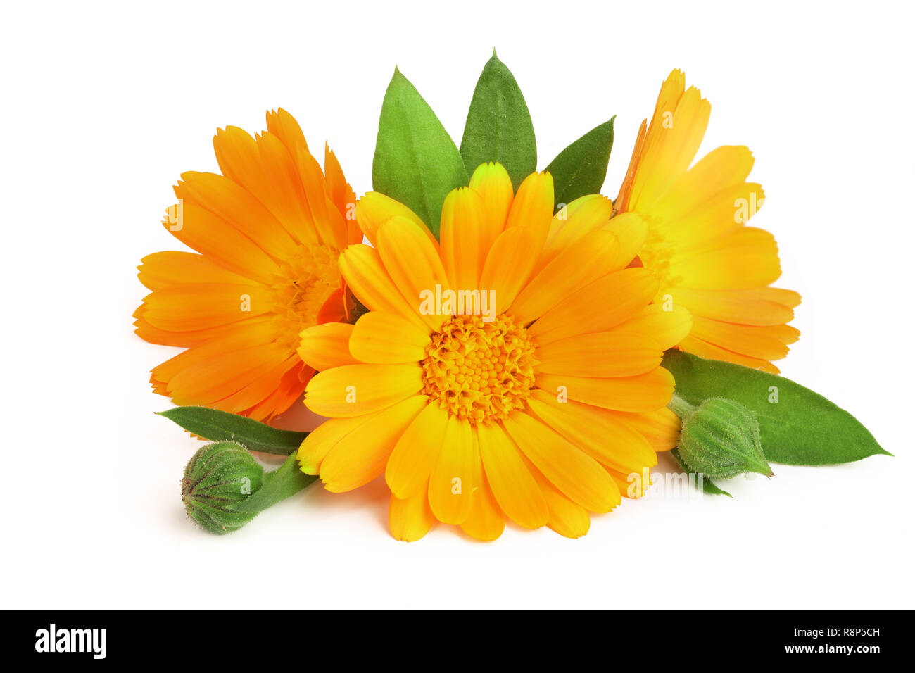 Fond blanc de calendula Banque de photographies et d’images à haute résolution - Alamy