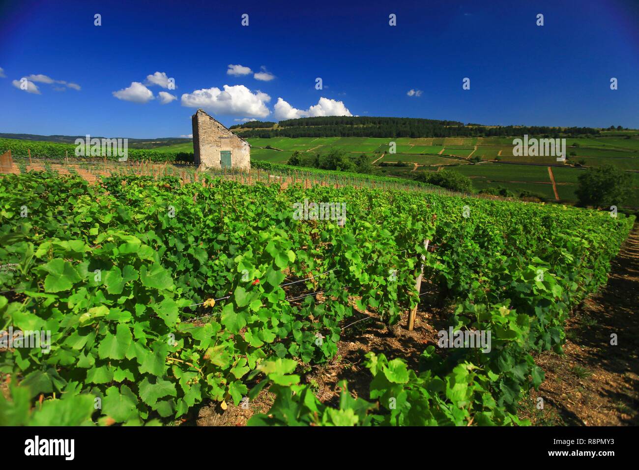 Clos vougeot Banque de photographies et d’images à haute résolution - Alamy