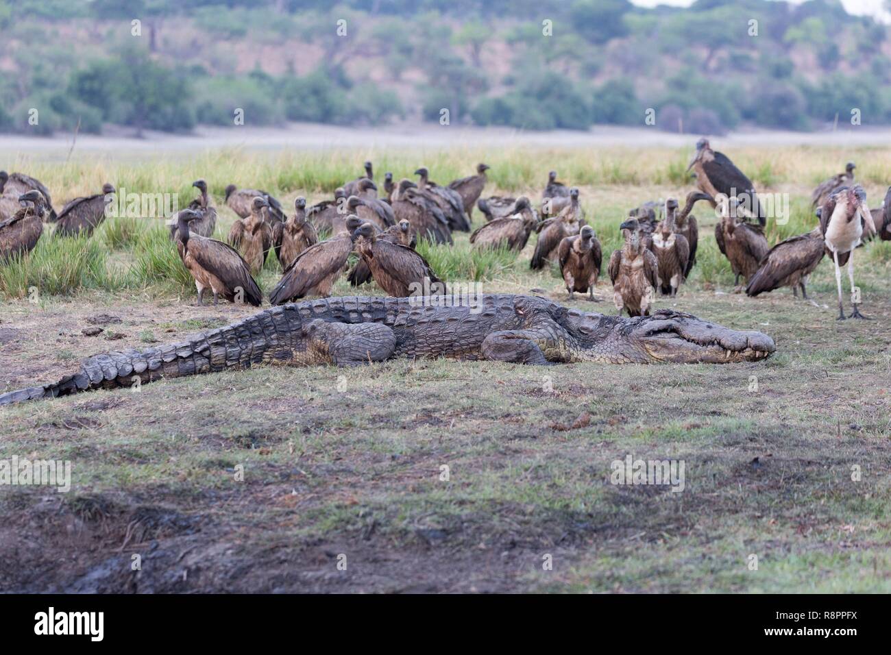 Le Parc National de Chobe, Botswana, Chobe river, le crocodile du Nil ...