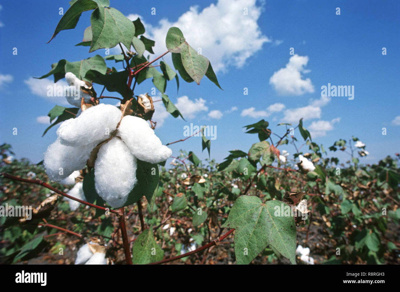 Plantations de coton Banque de photographies et d’images à haute ...