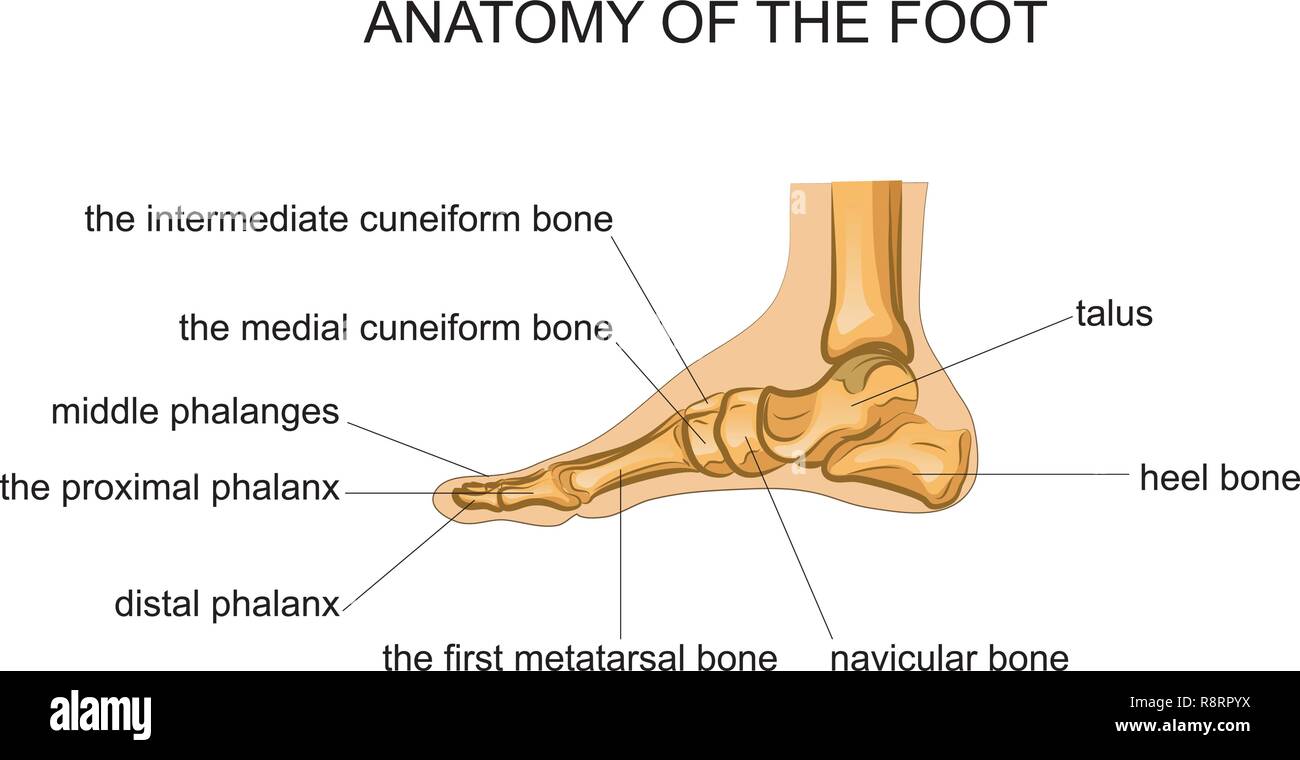 Illustration vecteur de l'anatomie du squelette du pied Image ...