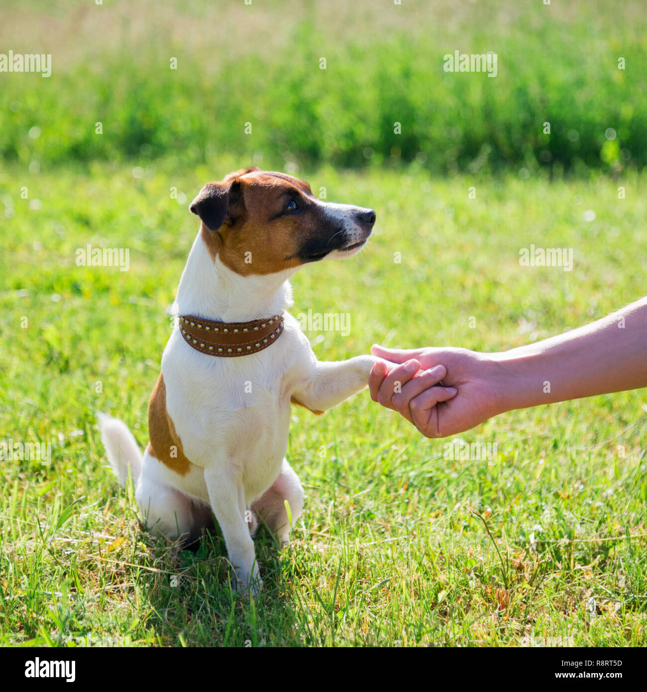 Concept de chien humain amitié Banque de photographies et d’images à ...