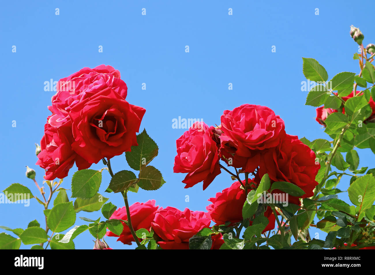 Bouquet De Roses Bleues Et Rouges