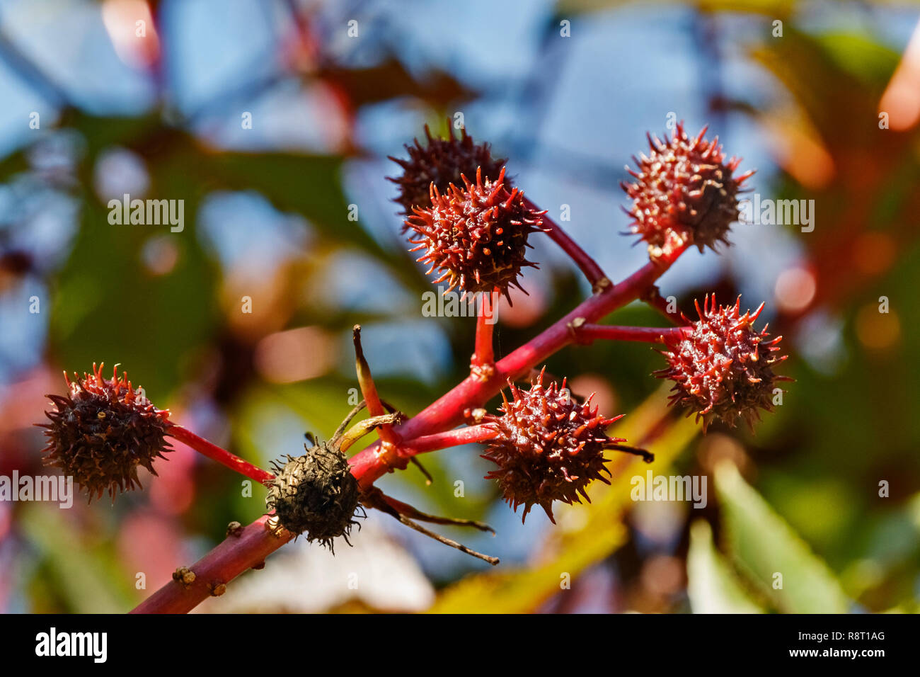 Spherical fruit Banque de photographies et d’images à haute résolution ...