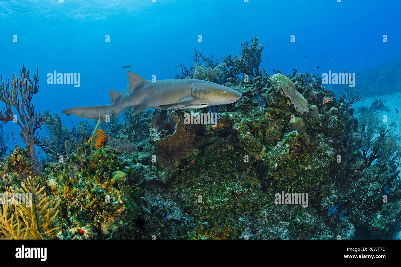 Requin nourrice bahamas Banque de photographies et d’images à haute ...