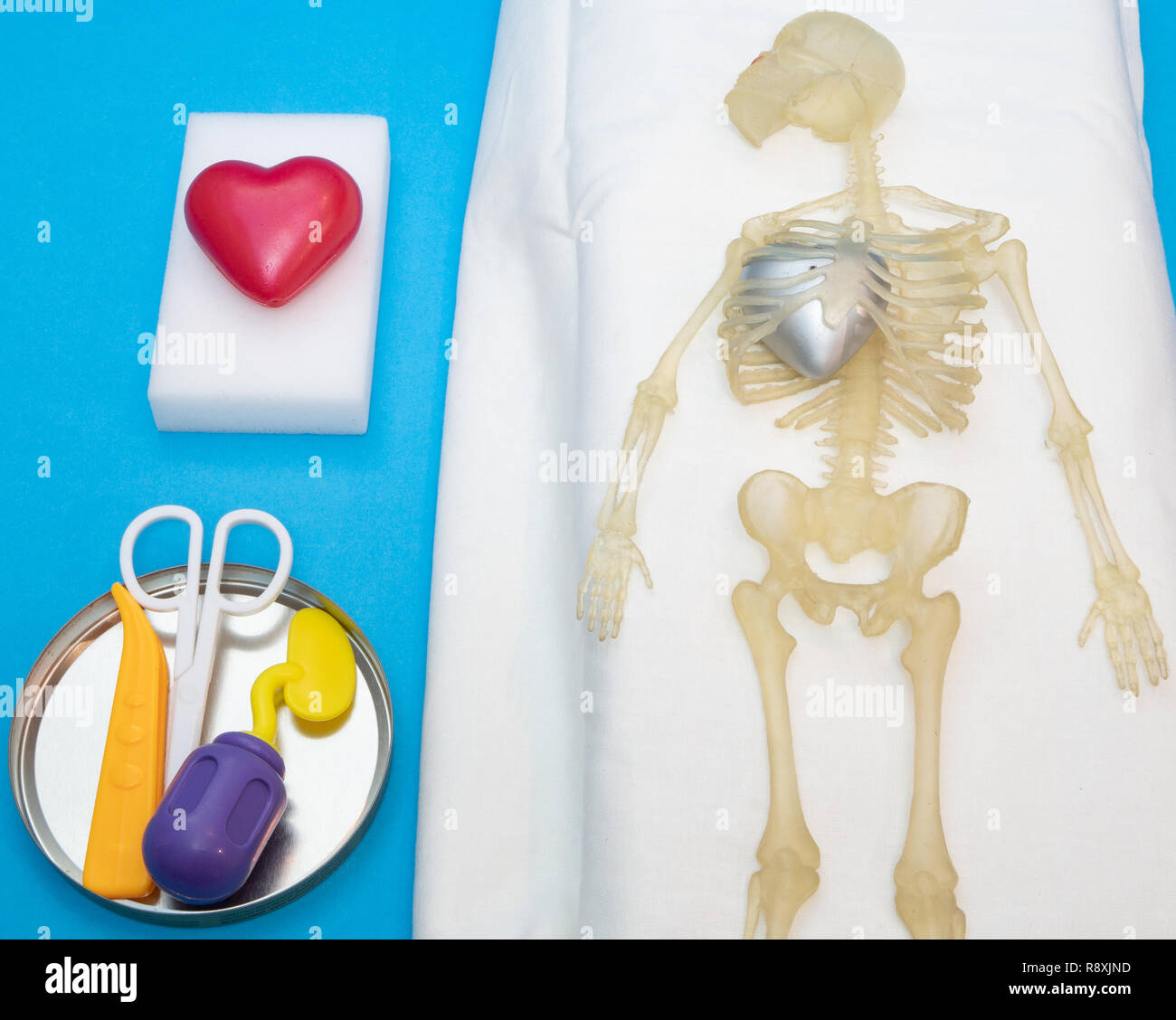 Coeur cochon squelette Banque de photographies et d’images à haute ...