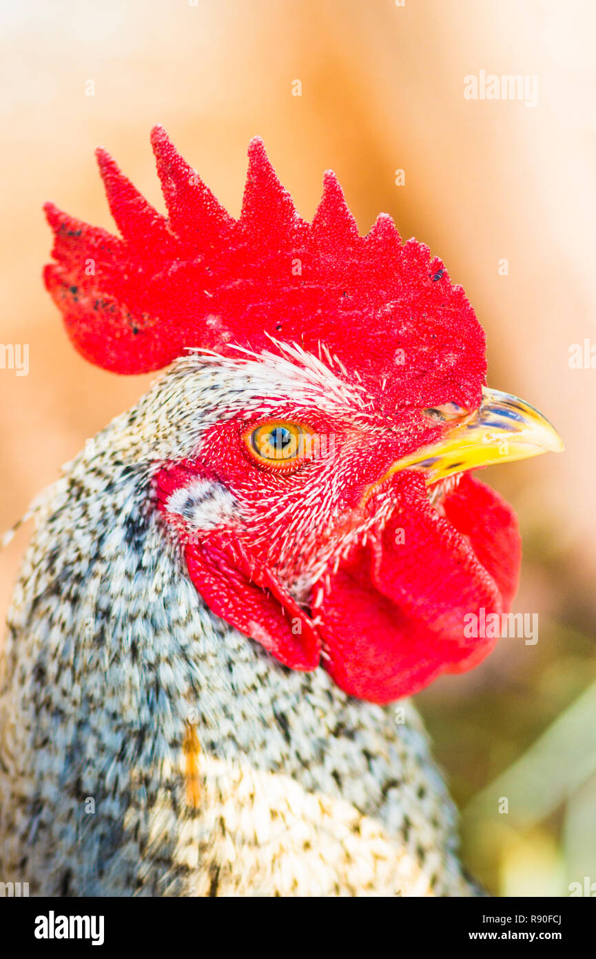 Petit coq rouge Banque de photographies et d’images à haute résolution ...