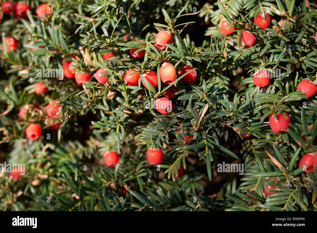 Taxus baccata hedge Banque de photographies et d’images à haute ...