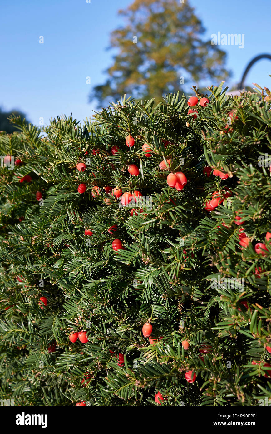 Taxus baccata hedge Banque de photographies et d’images à haute ...