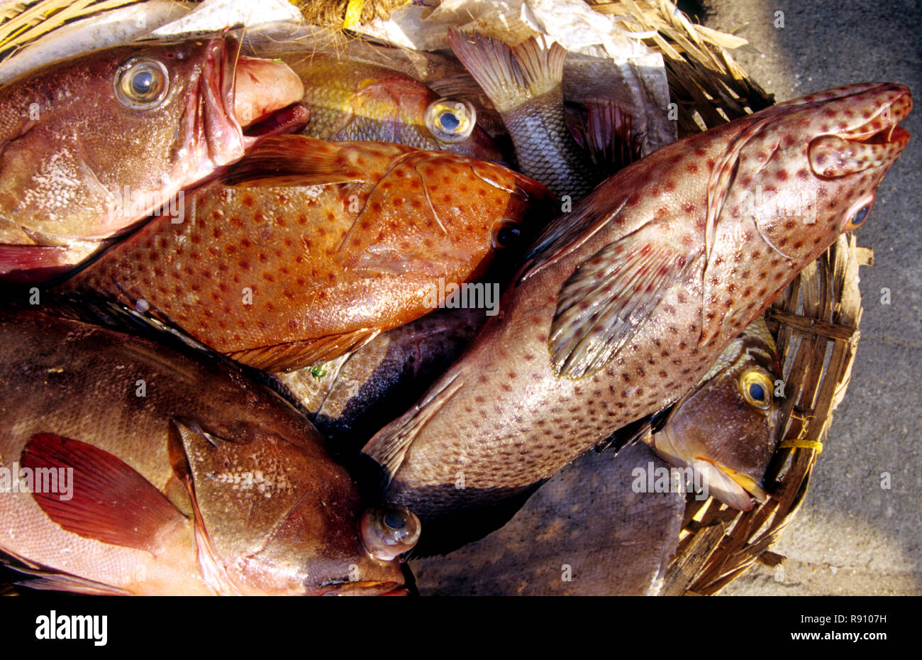 Poisson mangeable Banque de photographies et d’images à haute ...
