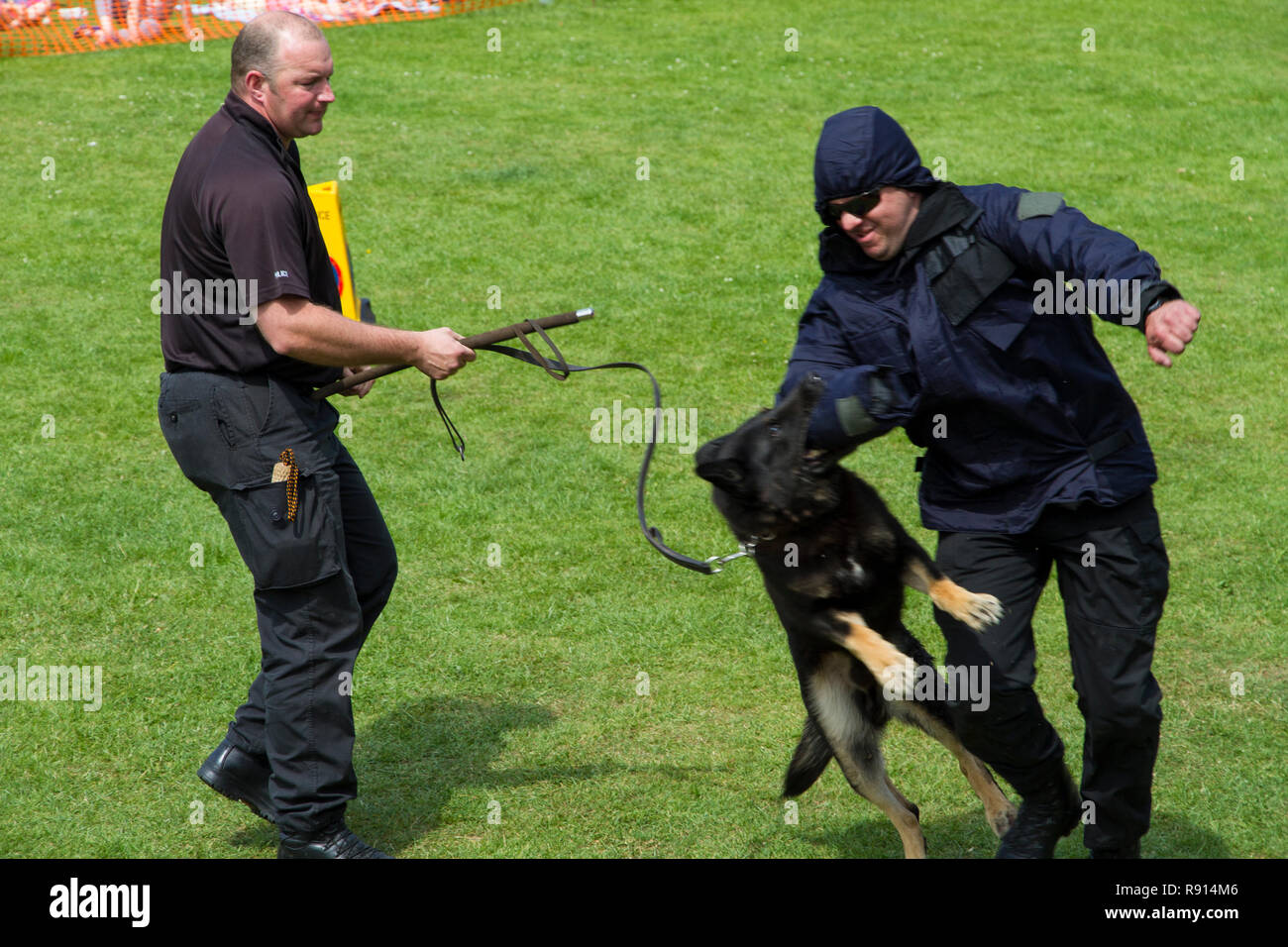 Chien de police berger allemand Banque de photographies et d’images à ...