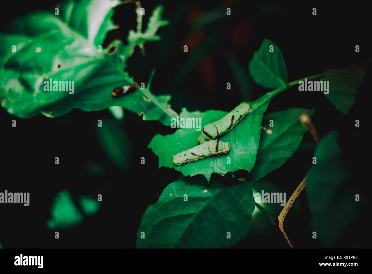 Gros ver blanc Banque de photographies et d’images à haute résolution ...