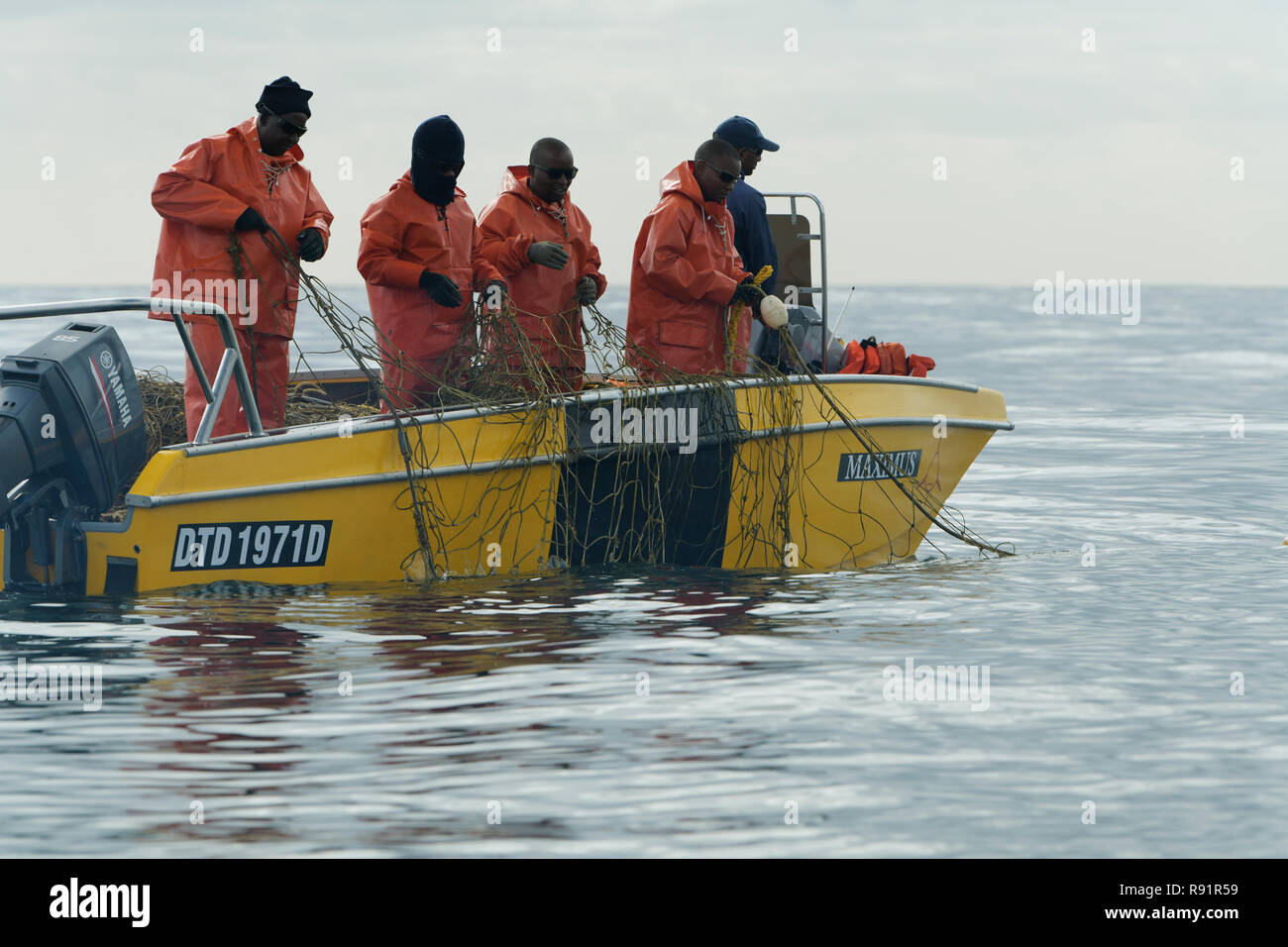 Filet de requin Banque de photographies et d’images à haute résolution ...