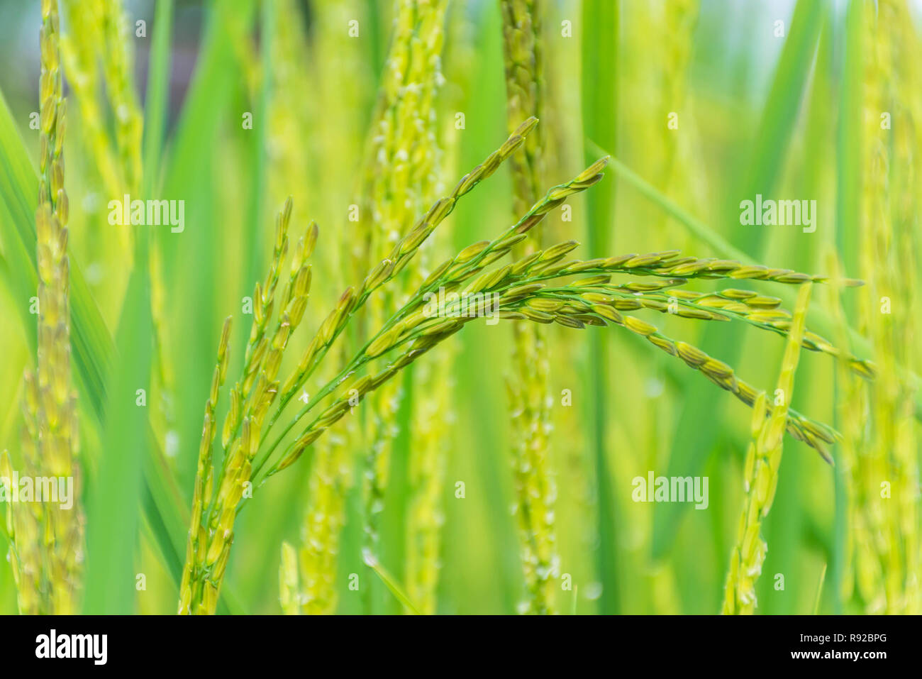 Stade de reproduction du riz Banque de photographies et d’images à ...