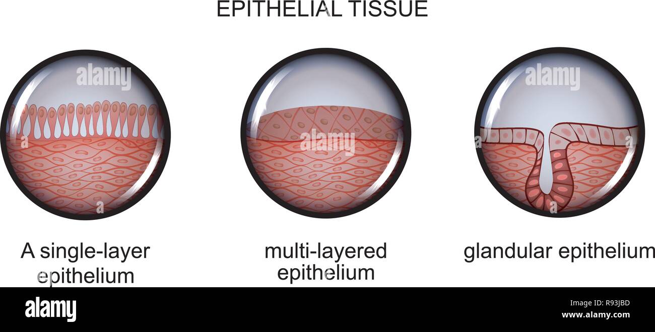 Vector illustration de tissu épithélial. types d'épithélium Image ...