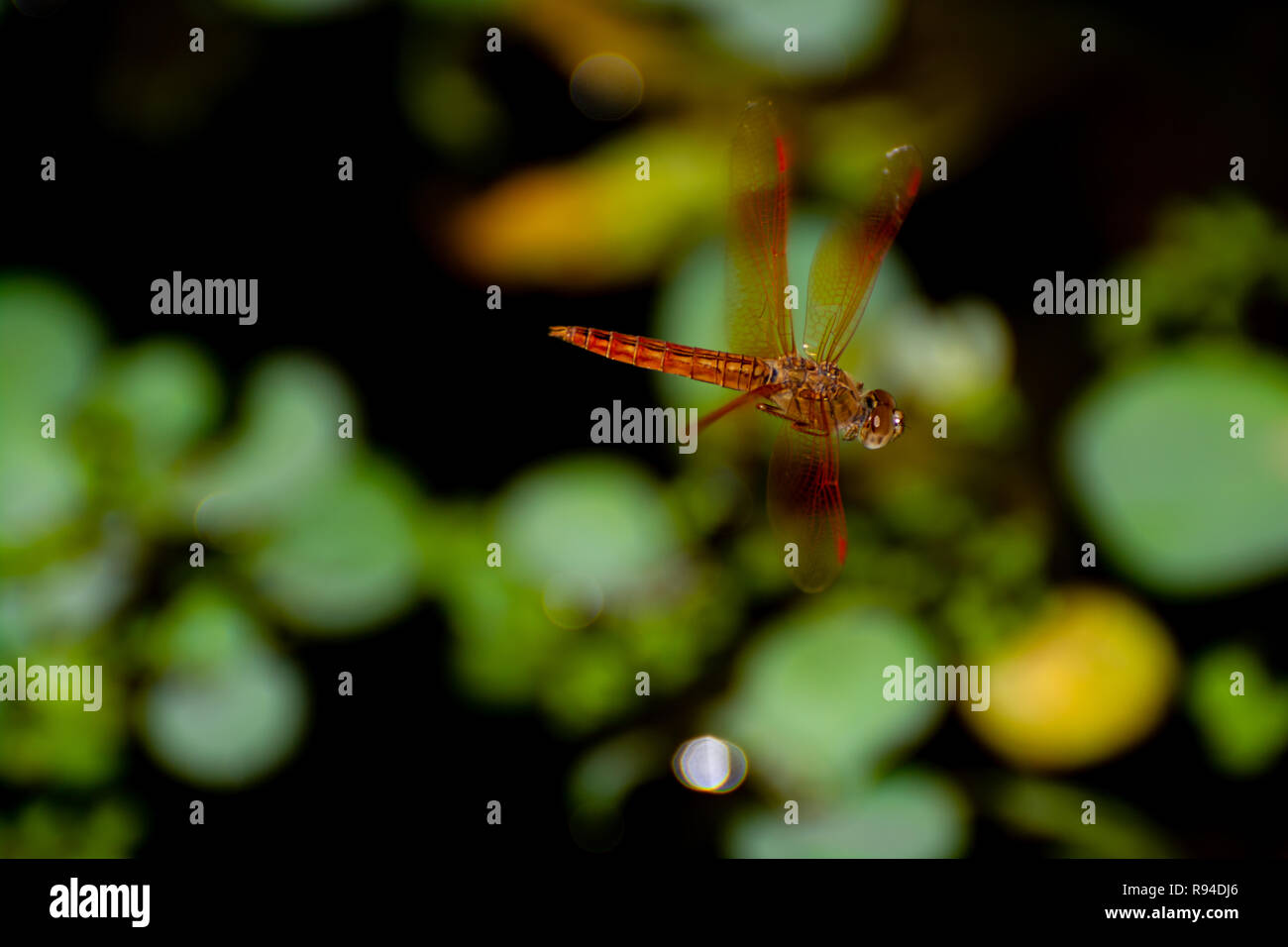 Insectes en vol stationnaire Banque de photographies et d’images à ...