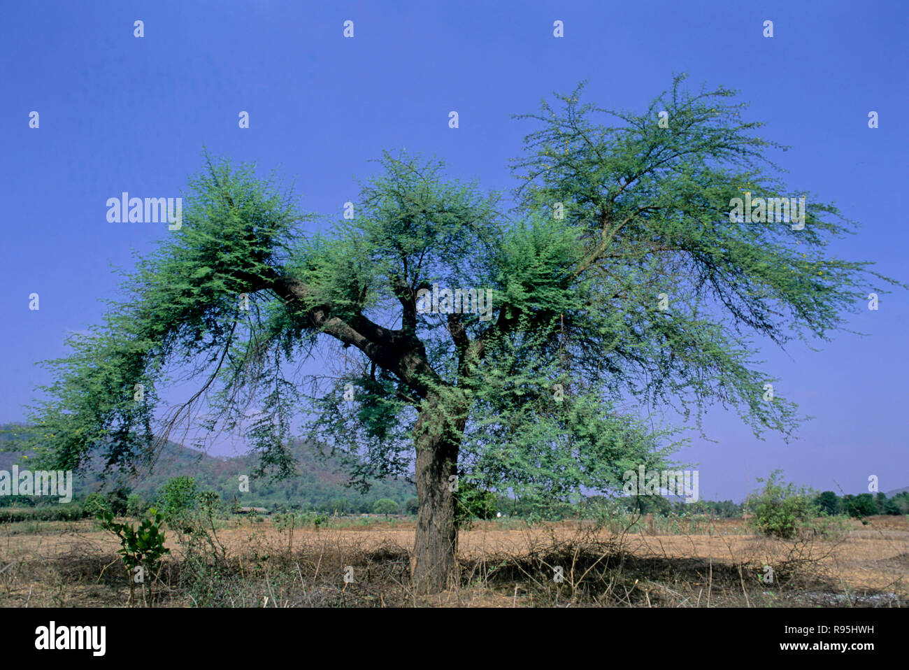 Arbre babool Banque de photographies et d’images à haute résolution - Alamy