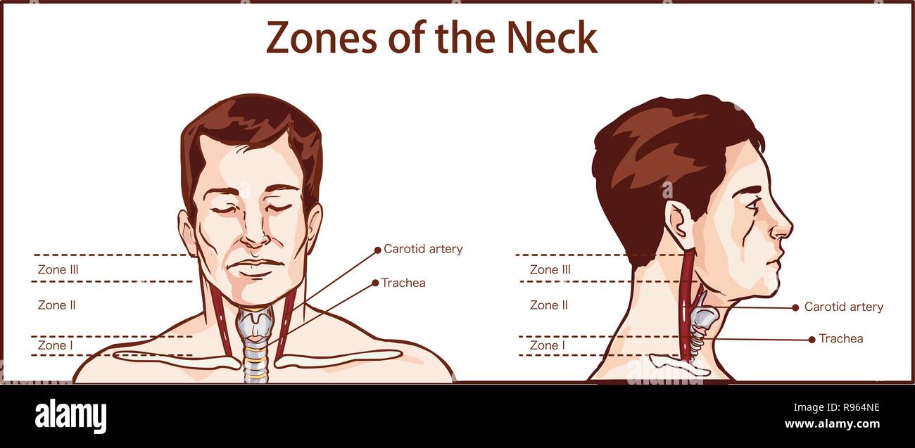 Neck Anatomy Banque d'images vectorielles - Alamy