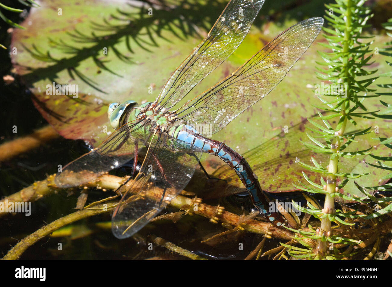 Oeufs de libellule Banque de photographies et d’images à haute résolution - Alamy