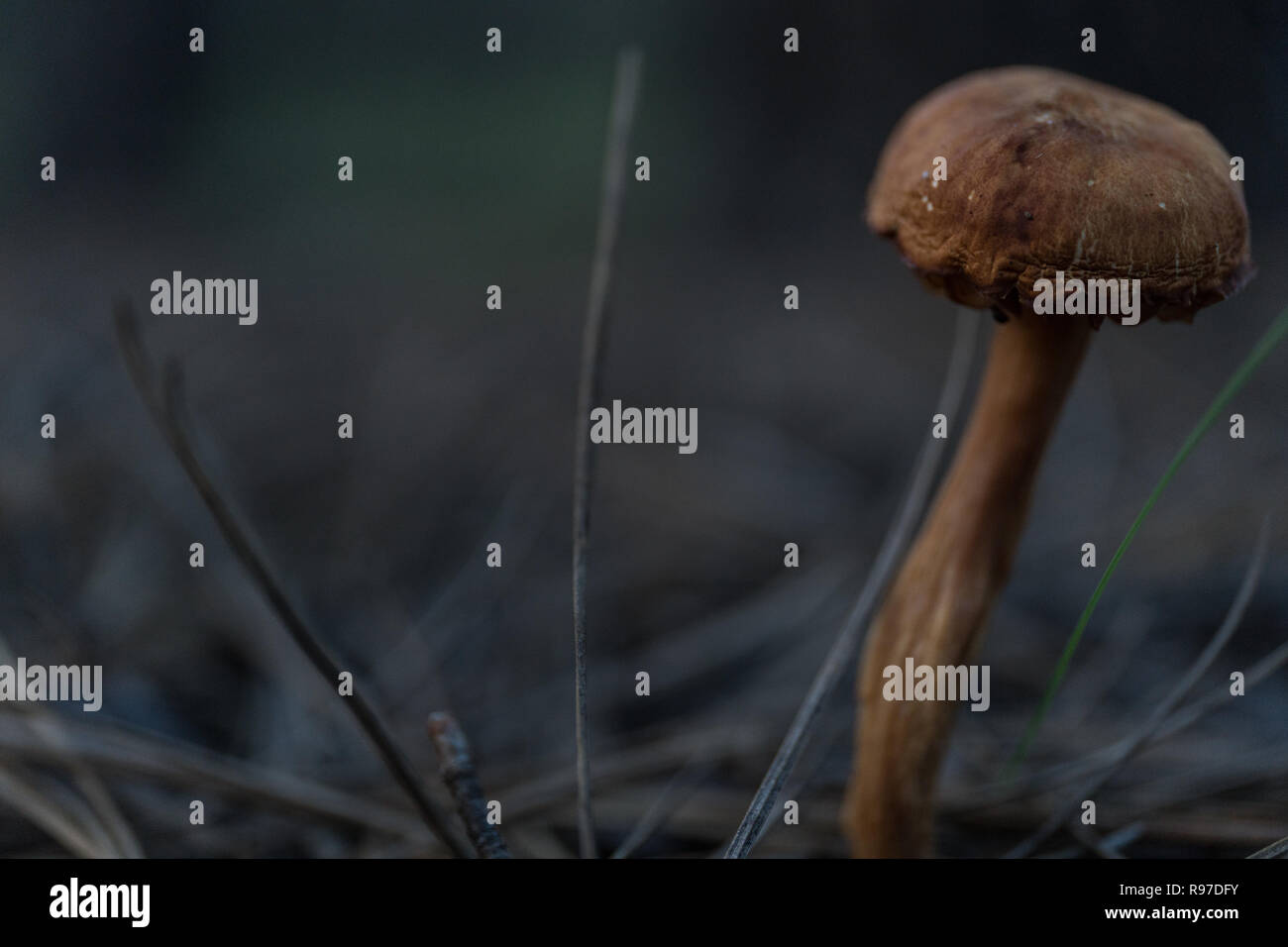 Champignon schtroumpf Banque de photographies et d’images à haute ...