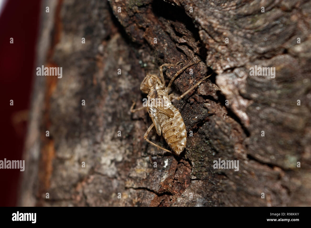 Cocon d'insectes Banque de photographies et d’images à haute résolution ...