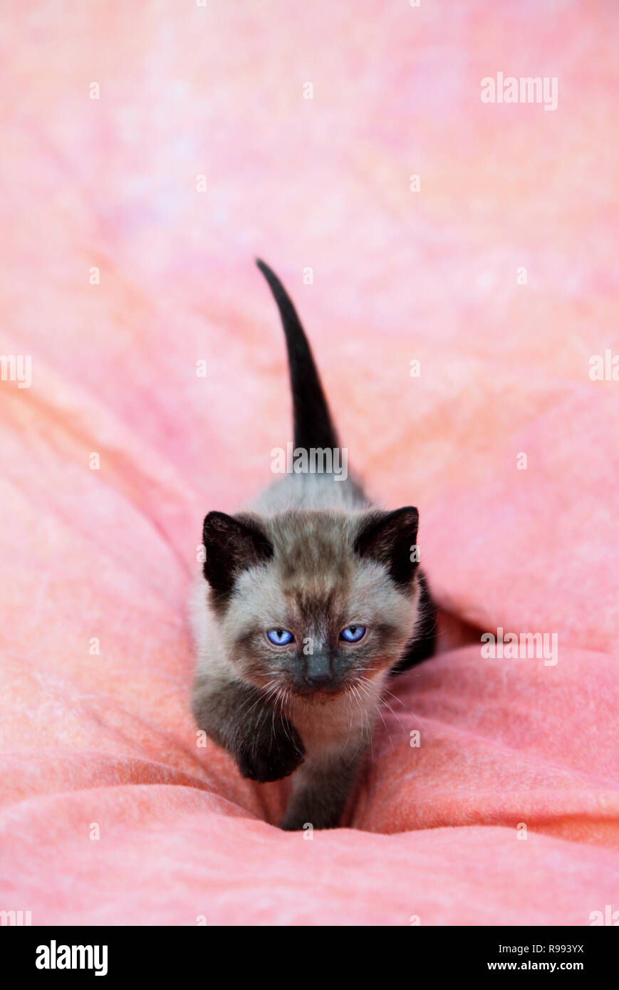 Cute baby siamese cat Banque de photographies et d’images à haute résolution - Alamy