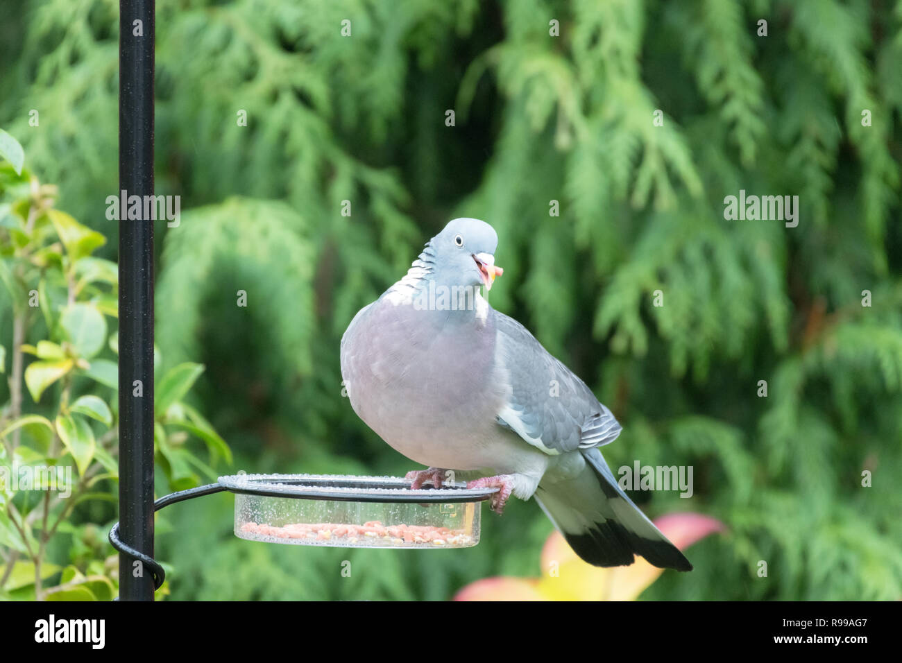 Manger pigeon sauvage Banque de photographies et d’images à haute ...