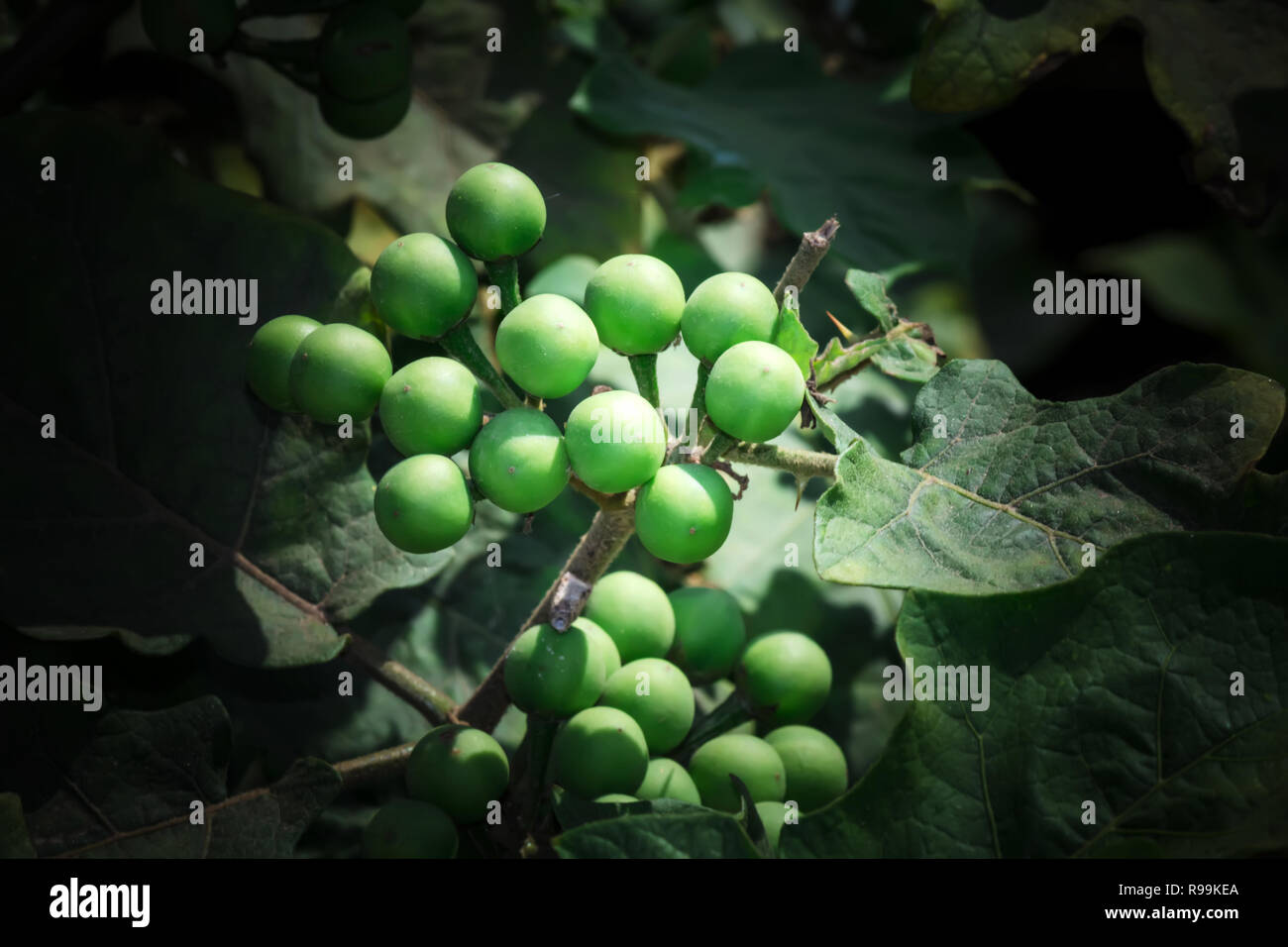 Solanum torvum Banque de photographies et d’images à haute résolution ...