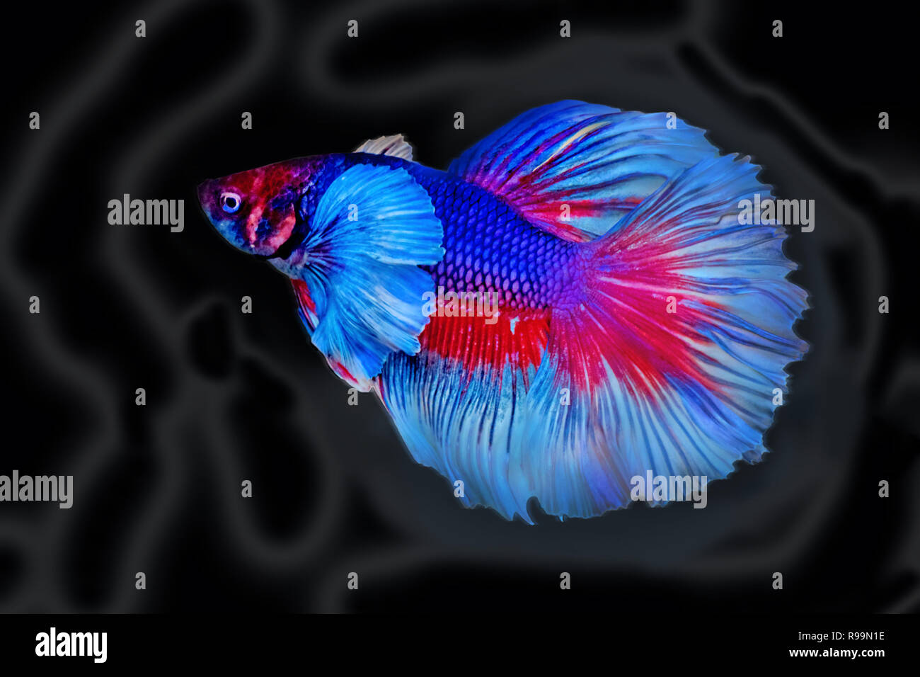 Poisson dans l'eau Banque de photographies et d’images à haute ...