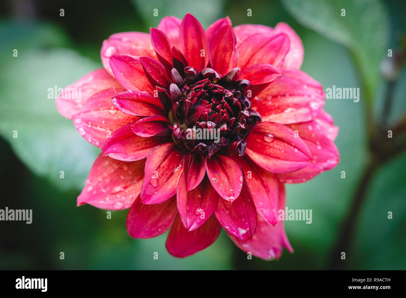 Boule de fleur annuelle Banque de photographies et d’images à haute ...