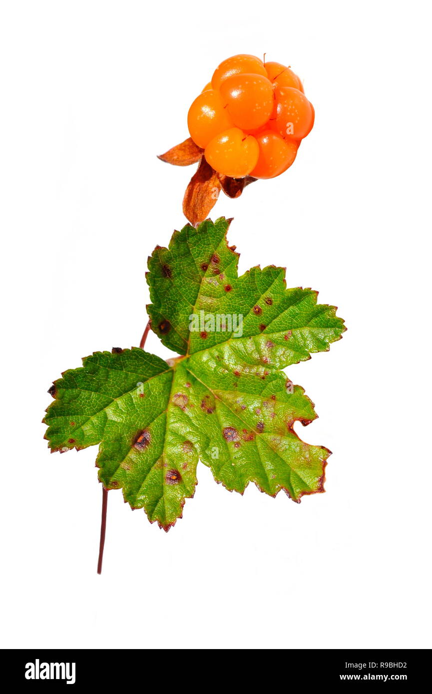 Rubus chamaemorus Banque de photographies et d’images à haute ...