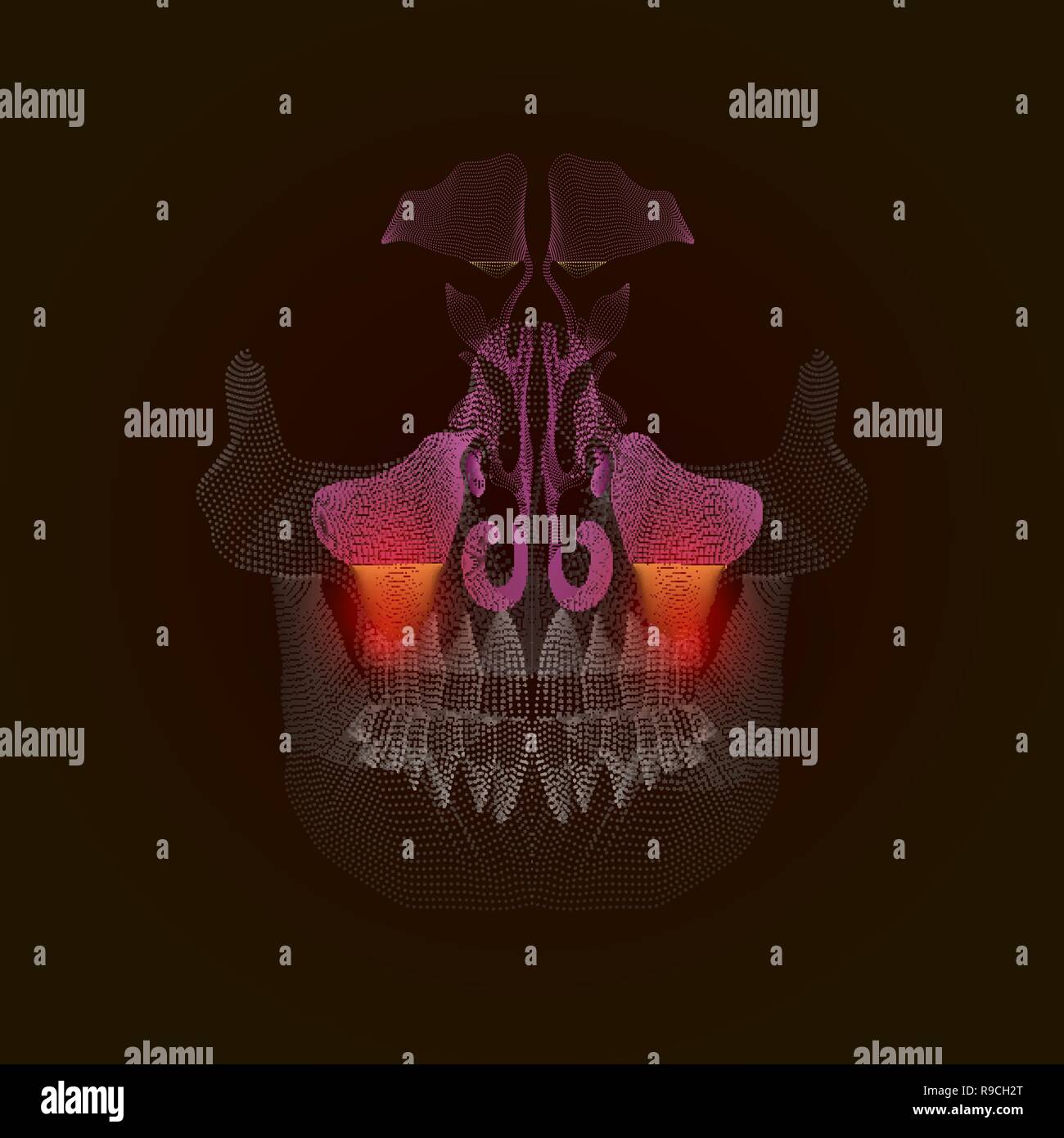Anatomie du nez et des sinus Banque d'images vectorielles - Alamy