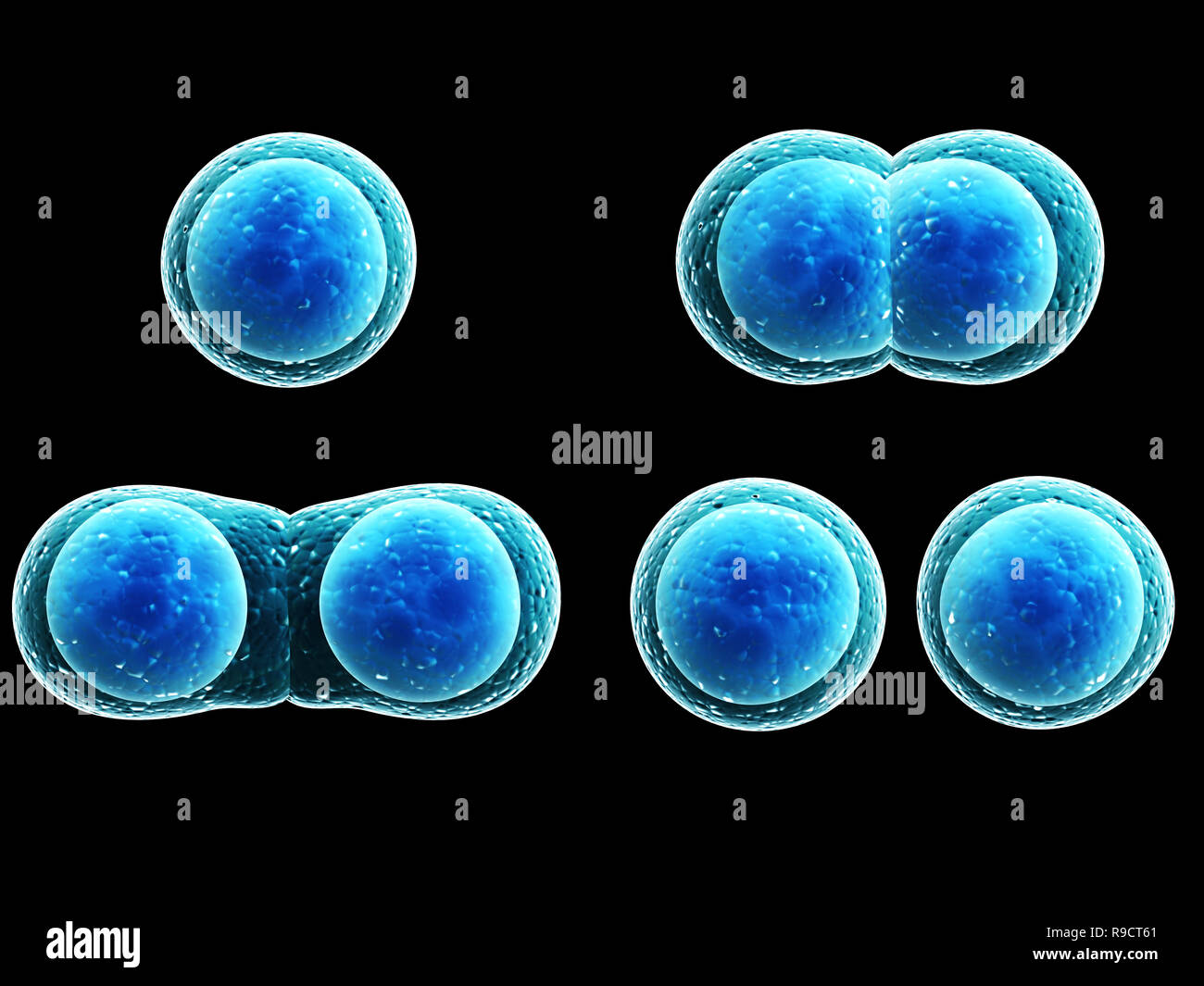 La Division Cellulaire Banque d'image et photos - Alamy