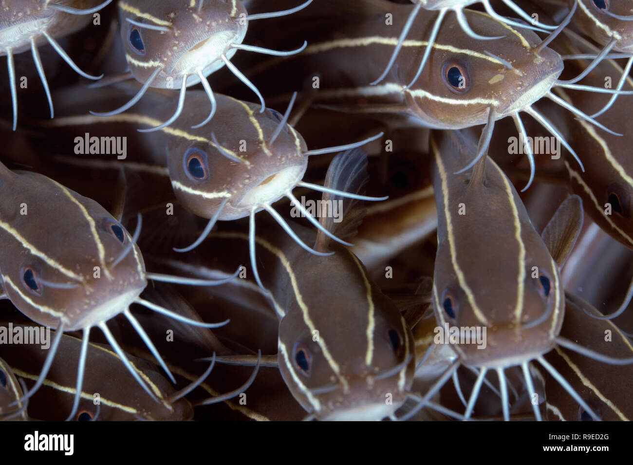 Poisson chat rouge Banque de photographies et d’images à haute ...