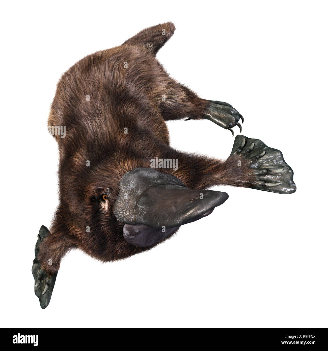 Ornithorhynchus anatinus ornithorynque Banque de photographies et d ...