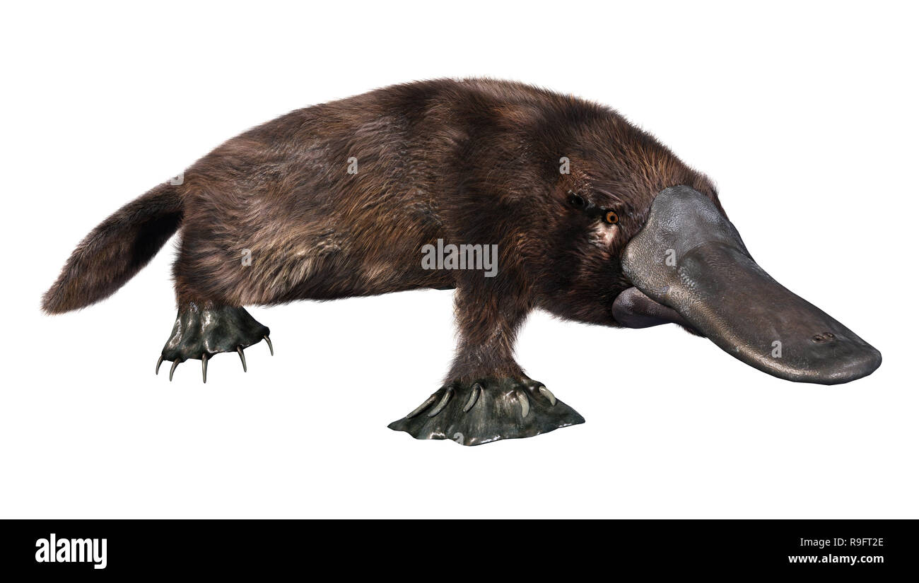 Ornithorhynchus anatinus Banque d'images détourées - Alamy