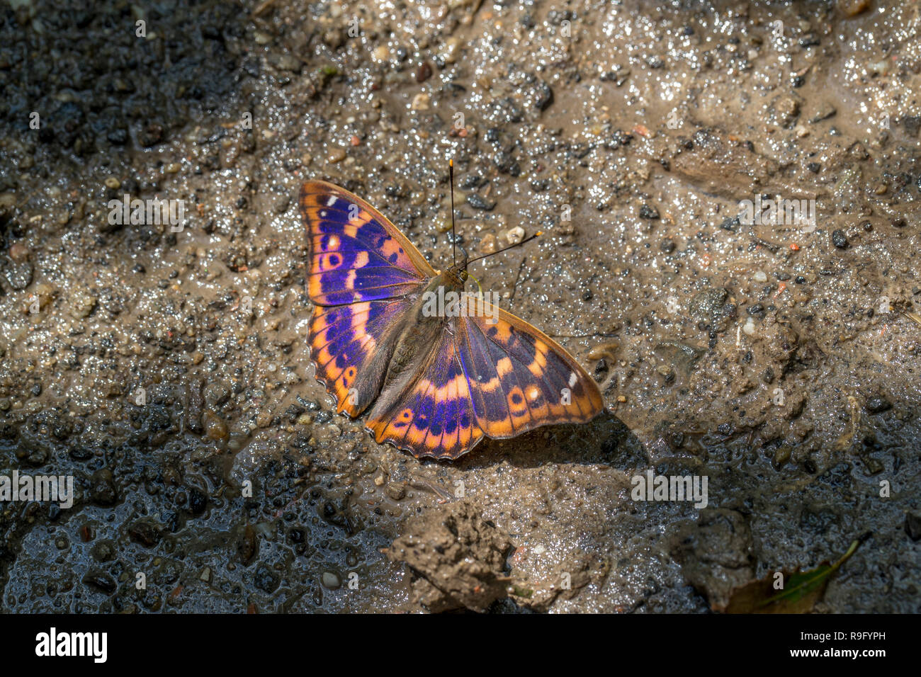 Purple emperor papillon Banque de photographies et d’images à haute ...