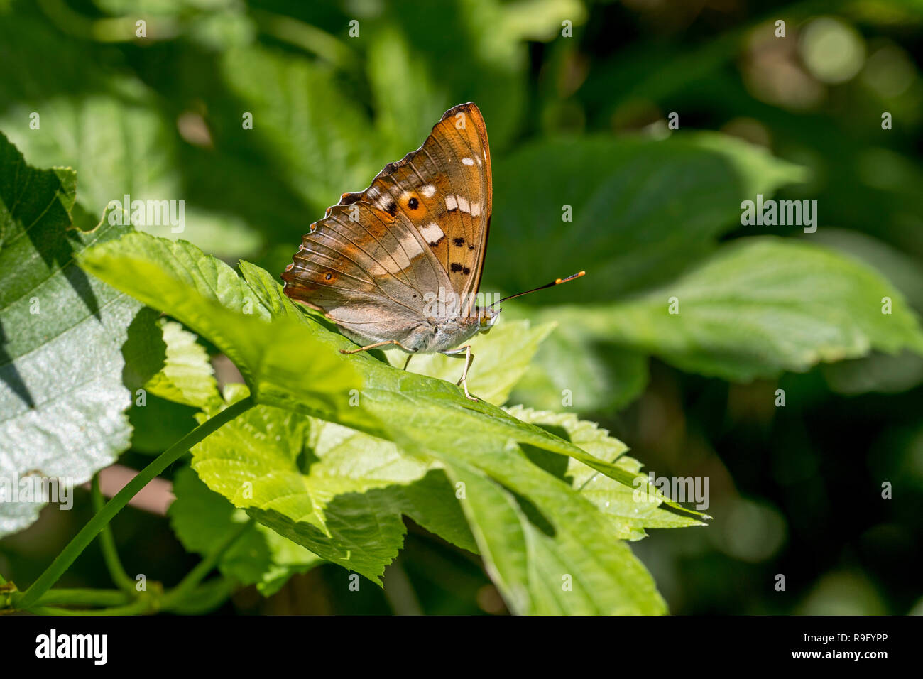 Lesser purple emperor butterfly Banque de photographies et d’images à ...