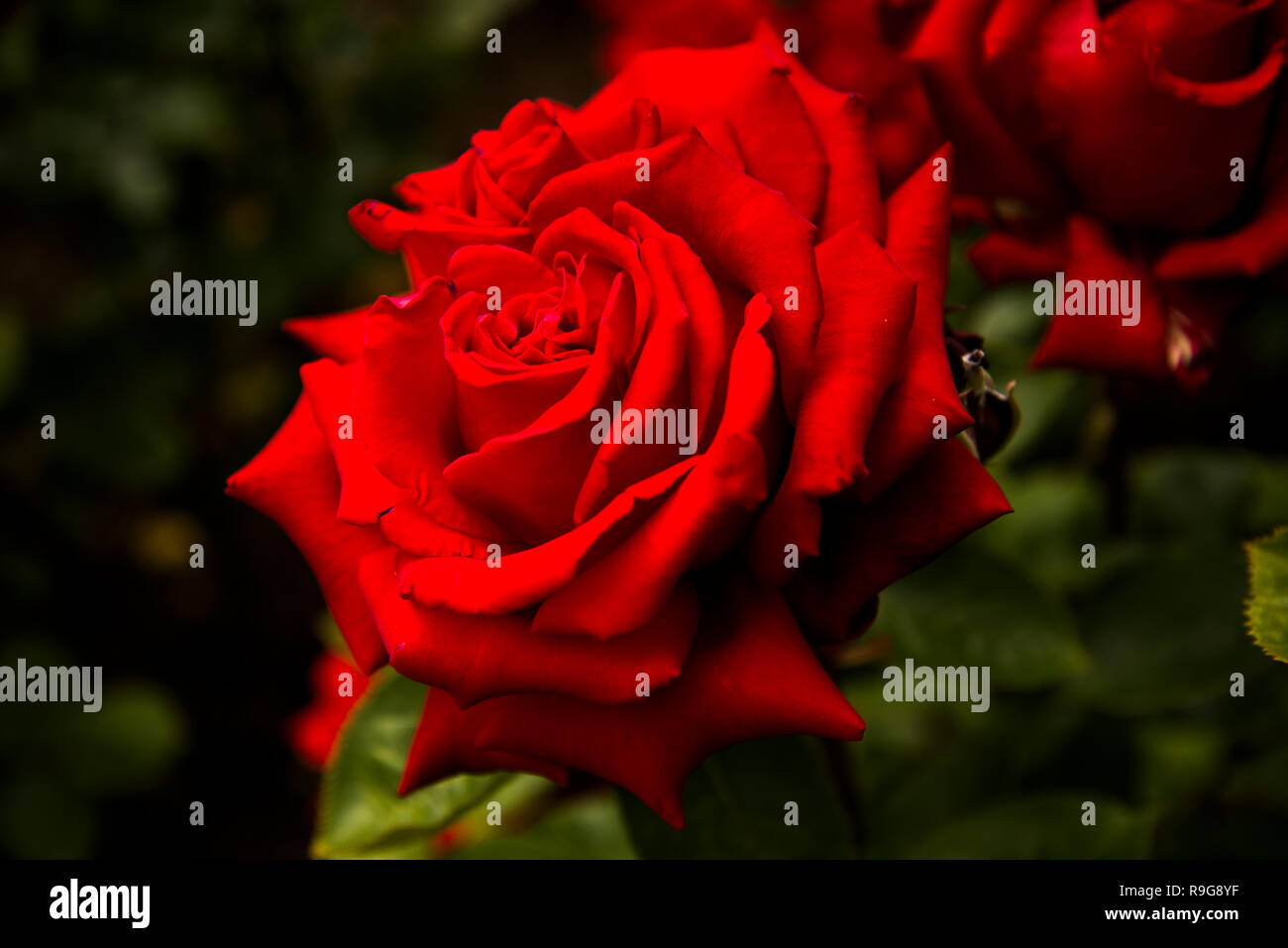 Rose rouge sang Banque de photographies et d’images à haute résolution ...