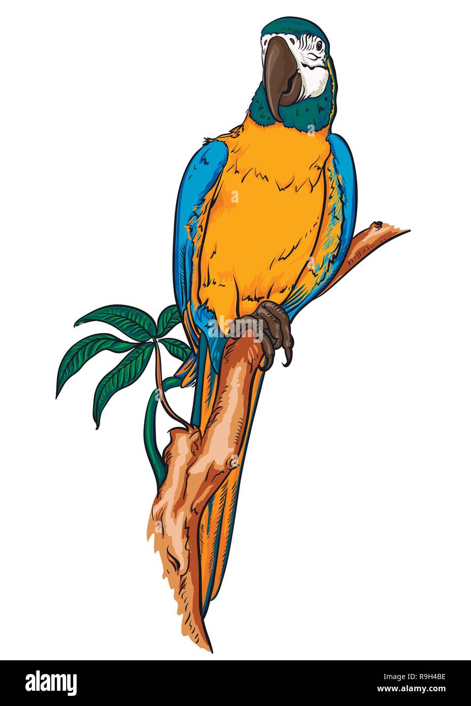 Perroquet sur une branche Banque d'images vectorielles - Alamy