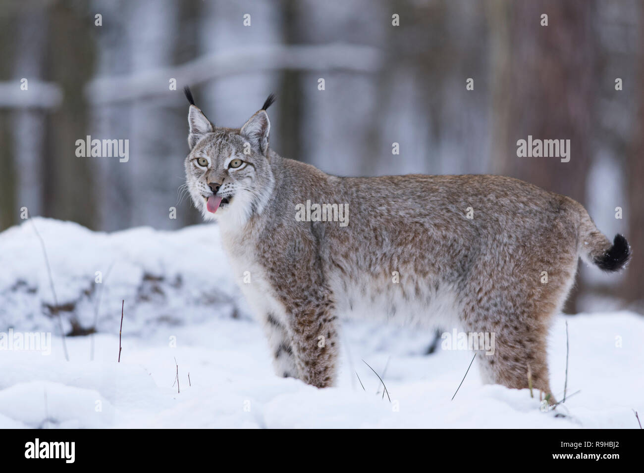 Lynx boreal Banque de photographies et d’images à haute résolution - Alamy