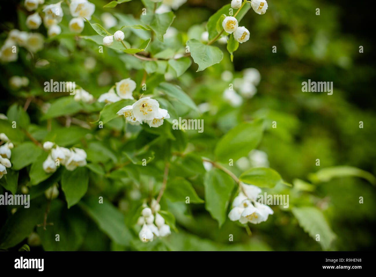 Chanese box tree Banque de photographies et d’images à haute résolution ...